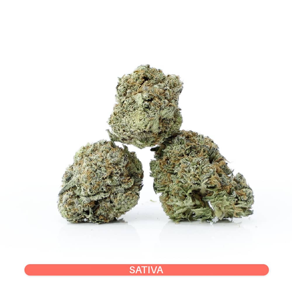 Forbidden Punch by Sativa Divas - Buy Weed Vancouver - Vancouvers Best Dispensary